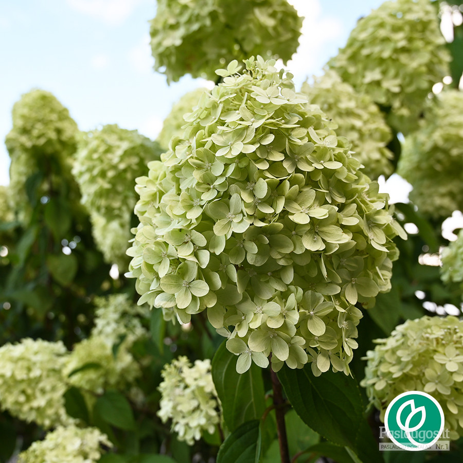 UAB „Pasaulio gėlės LT“ Kaunas Gėlių puokštės, kompozicijos ir kt ...