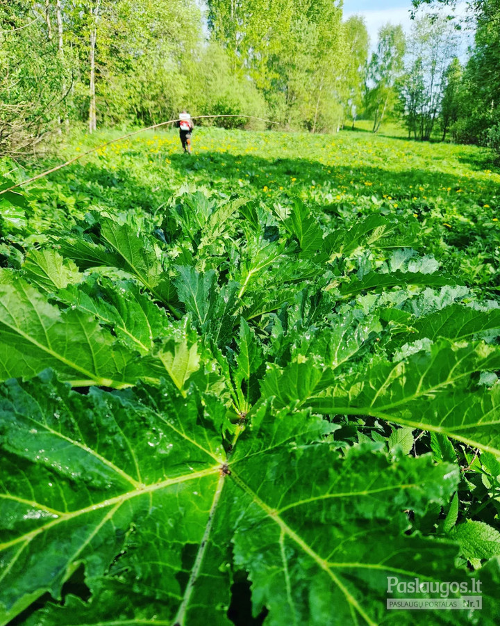 Visi aplinkos tvarkymo darbai, pavojingų medžių pjovimas - Vilnius / MEDŽIO ŠERDIS - Paslaugos ...