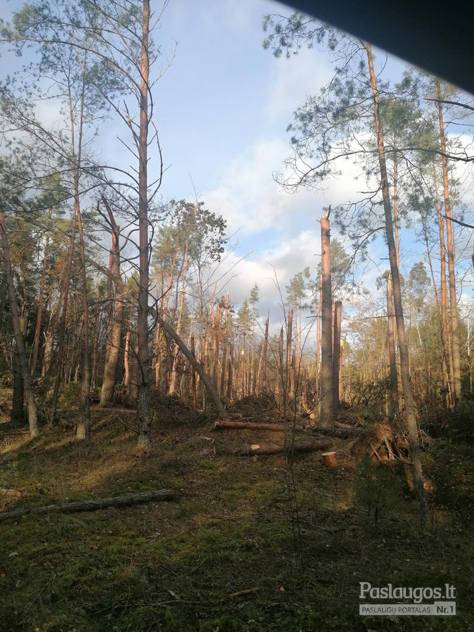 Tvarkome vejovartas, pjauname miškus - Kauno r. / Malkos žiemai ...