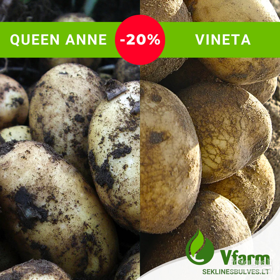 Verba Perfecta Vilnius Socialinių tinklų administravimas ir komunikacija Darbų pavyzdžių ...