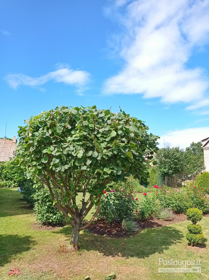 Sodo Genys Kazlų Rūda Landšafto dizainas, sodininko paslaugos Darbų ...