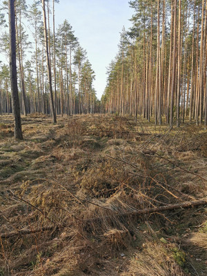 Valome miškus Vilniaus r. Nemenčinės, Bezdonių sen - Vilnius ...